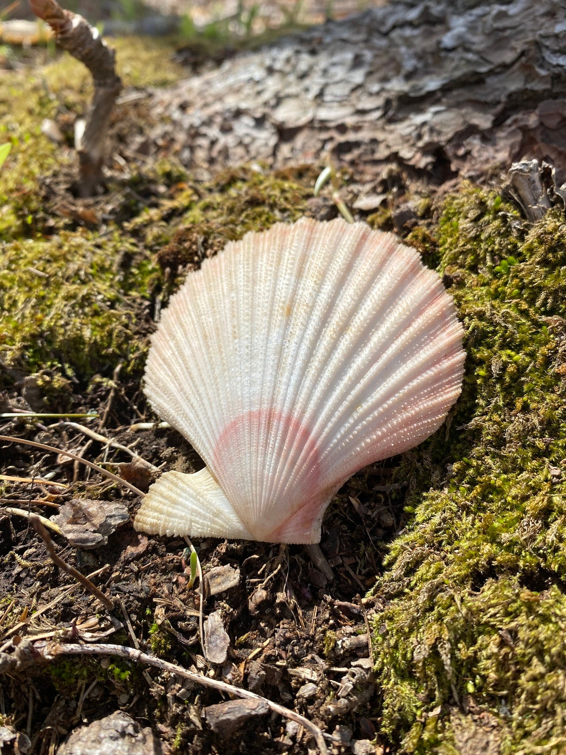 White and Pale Pink Scallop Shell Beautiful Ridged Authentic | Etsy