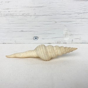 White Spindle Fusinus Colus Shell - Seashell for Beach, Coastal, Lake ...