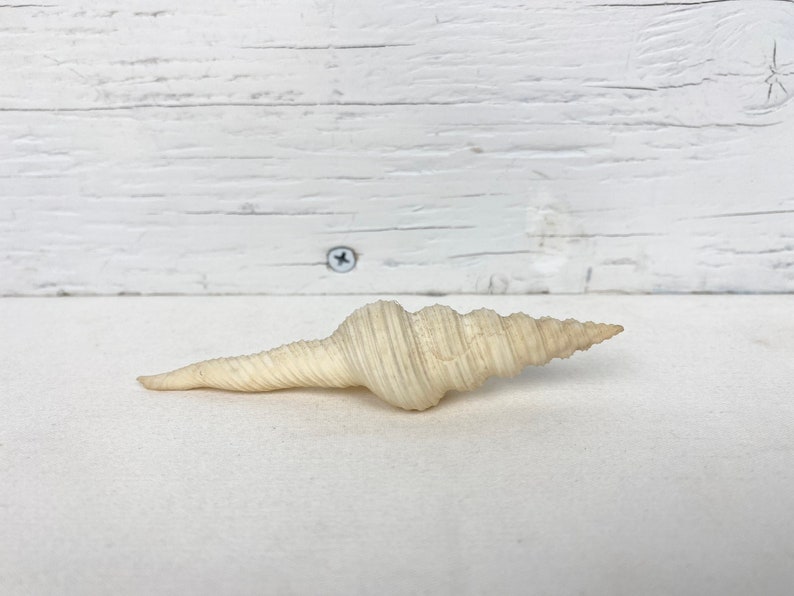 White Spindle Fusinus Colus Shell Seashell for Beach | Etsy