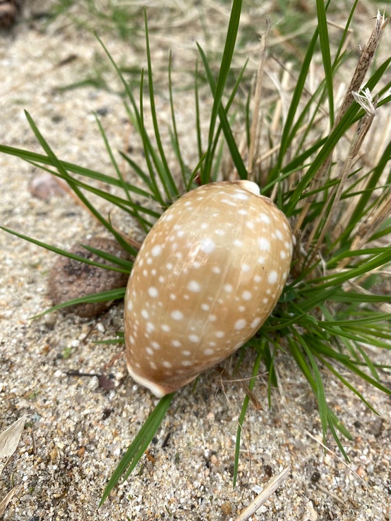 Tiger Cowrie Shell Pale Tan With White Spots Speckled - Etsy