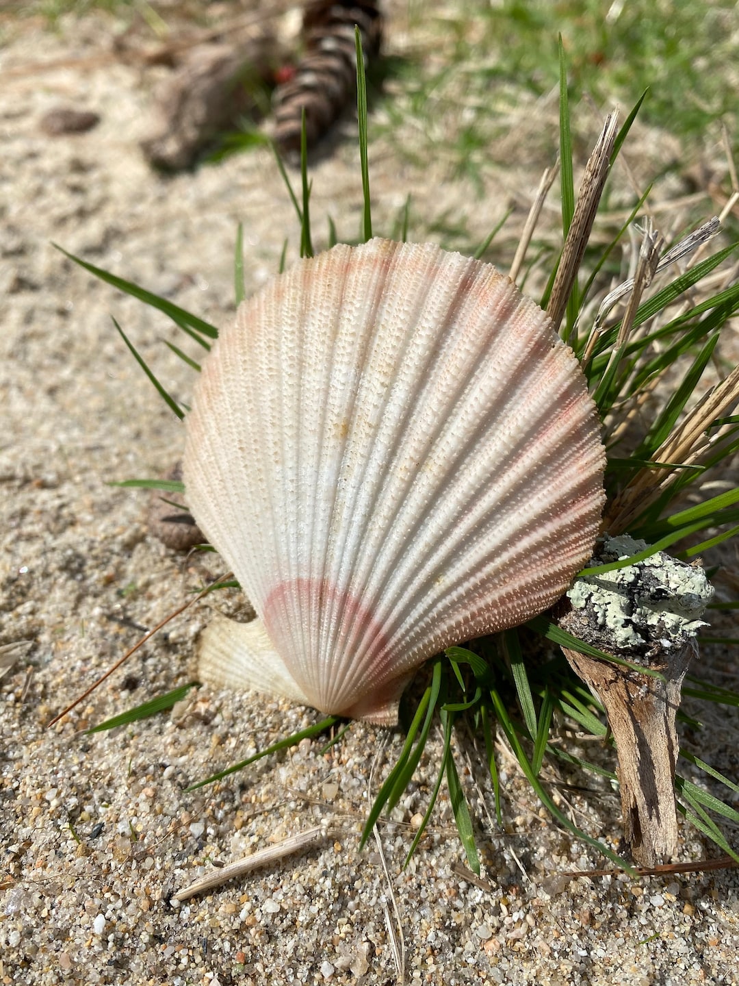 White and Pale Pink Scallop Shell - Beautiful Ridged Authentic Vintage ...