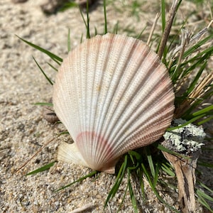 White and Pale Pink Scallop Shell - Beautiful Ridged Authentic Vintage ...