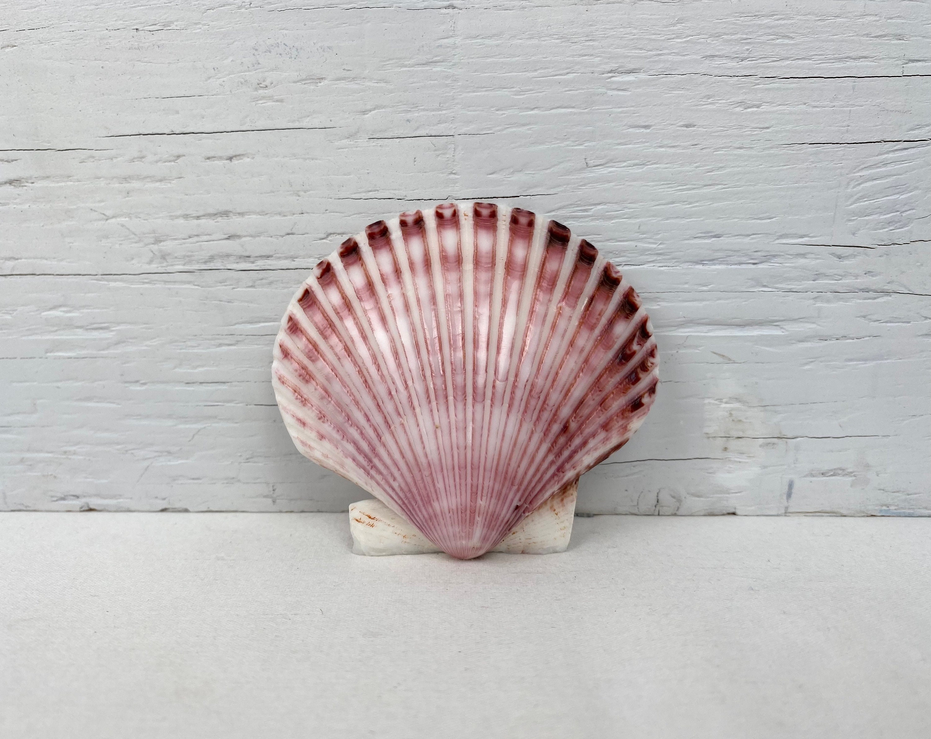 Pink and White Striped Scallop Shell Unique Glossed Shell | Etsy