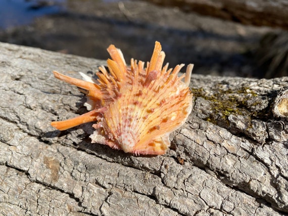 Pacific Spiny Oyster Shell in Dazzling Orange and - Etsy
