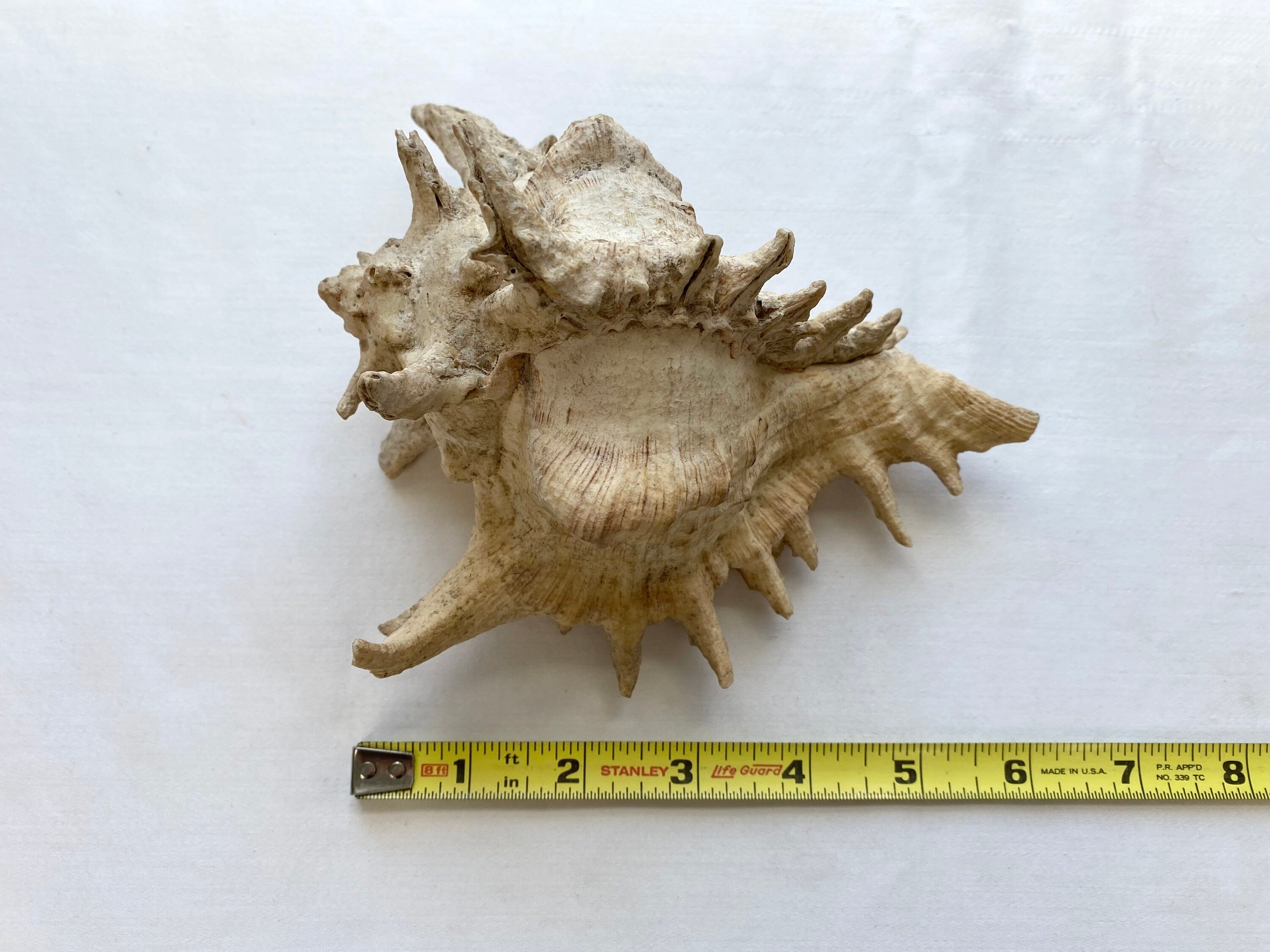 Spiked Large Spiral Conch Shell Beige Seashell with Horns | Etsy