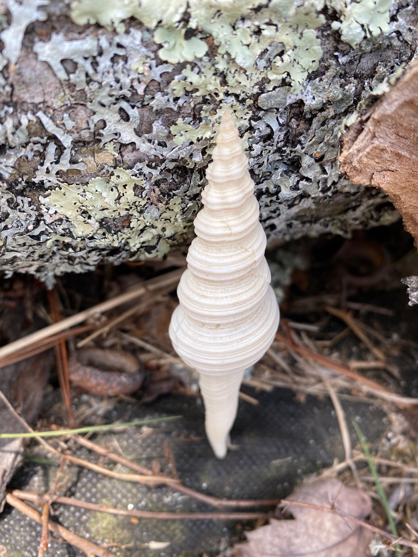 White Spindle Fusinus Colus Shell Seashell for Beach | Etsy