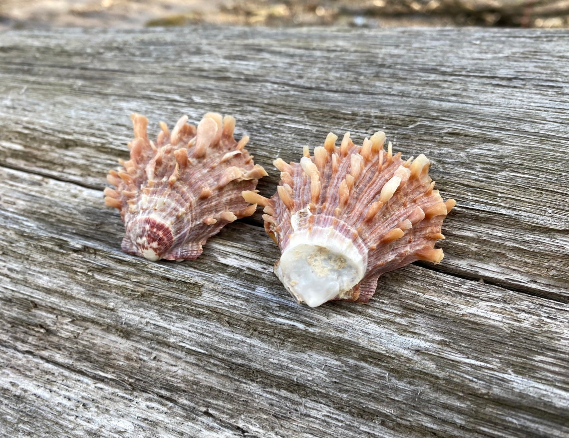 Pair of Pacific Spiny Oyster Shells Shells With Spines in | Etsy