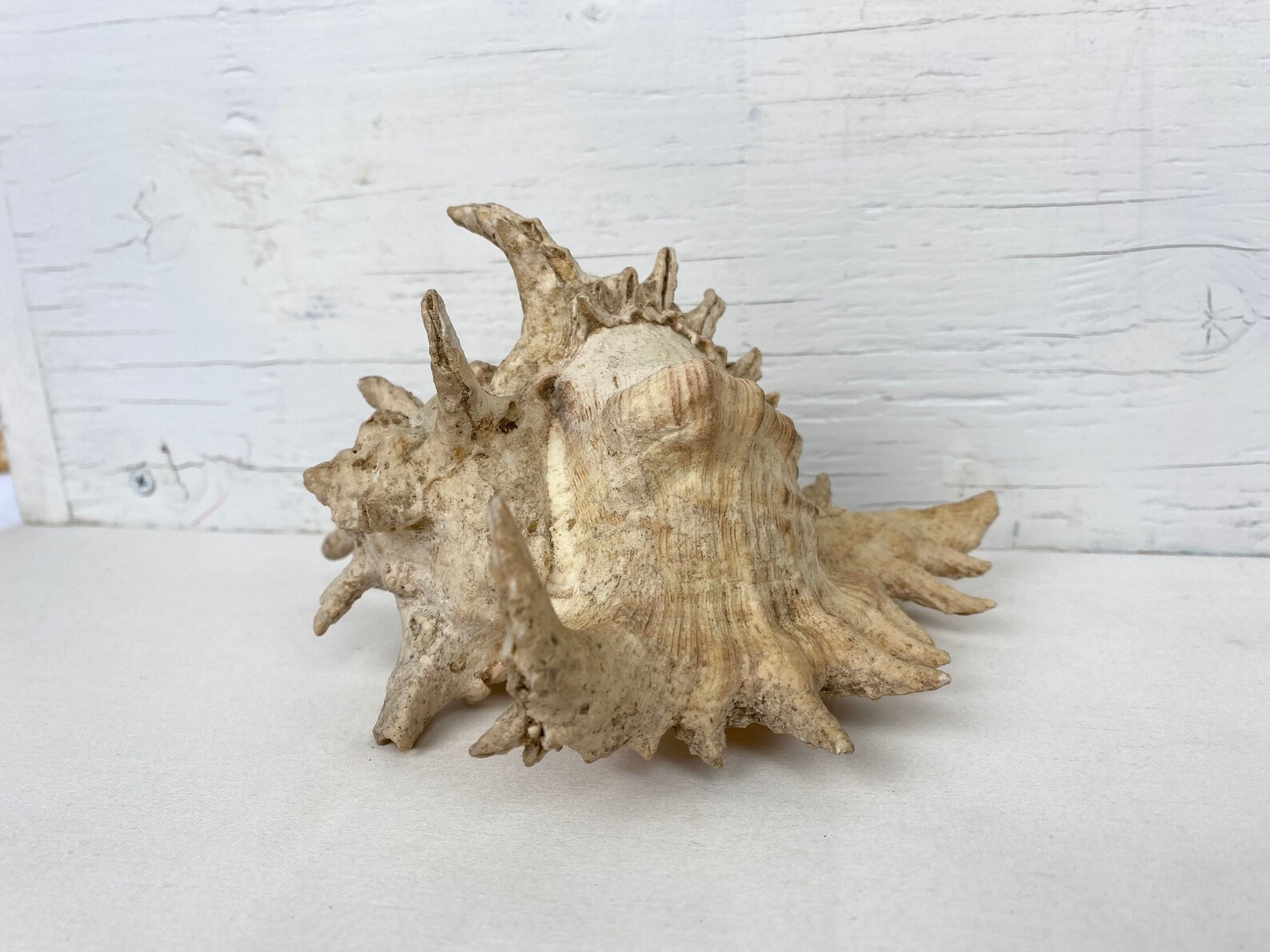 Spiked Large Spiral Conch Shell Beige Seashell With Horns - Etsy