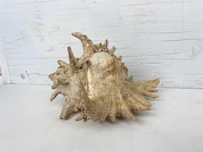 Spiked Large Spiral Conch Shell Beige Seashell With Horns - Etsy