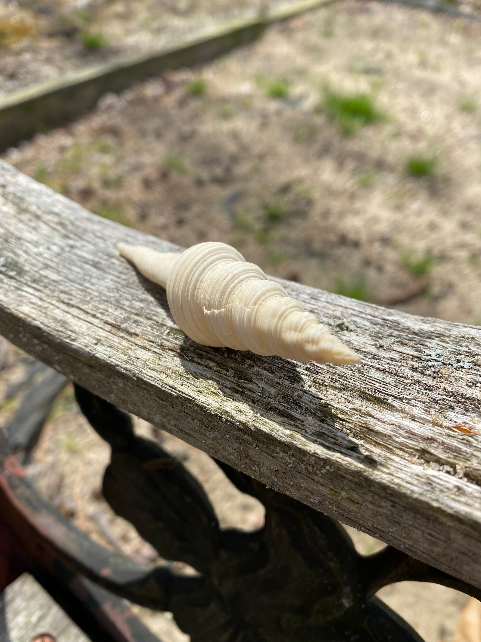 White Spindle Fusinus Colus Shell Seashell for Beach | Etsy