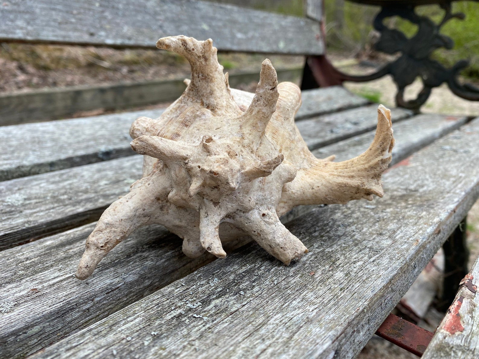 Spiked Large Spiral Conch Shell Beige Seashell With Horns - Etsy