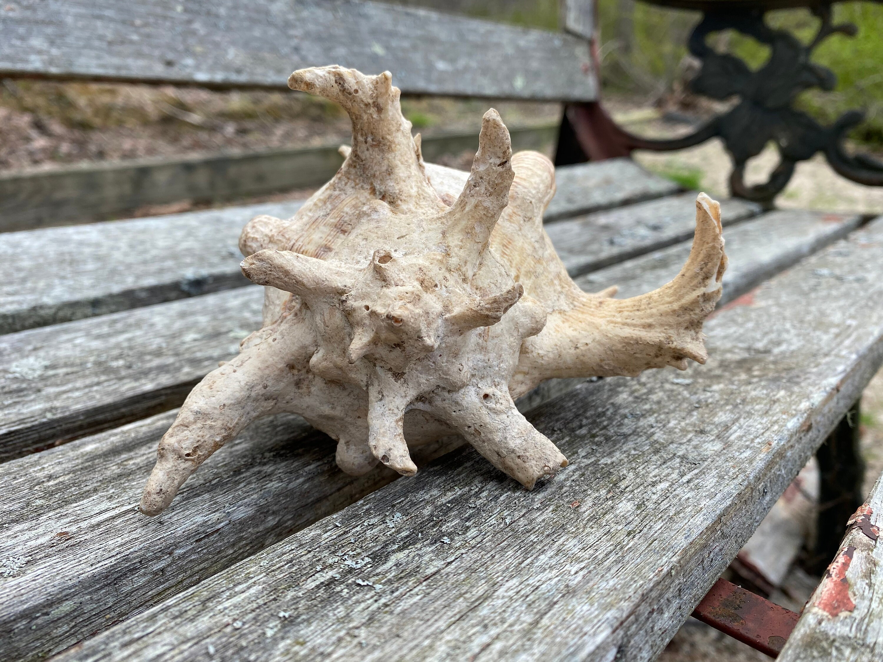 Spiked Large Spiral Conch Shell Beige Seashell With Horns | Etsy