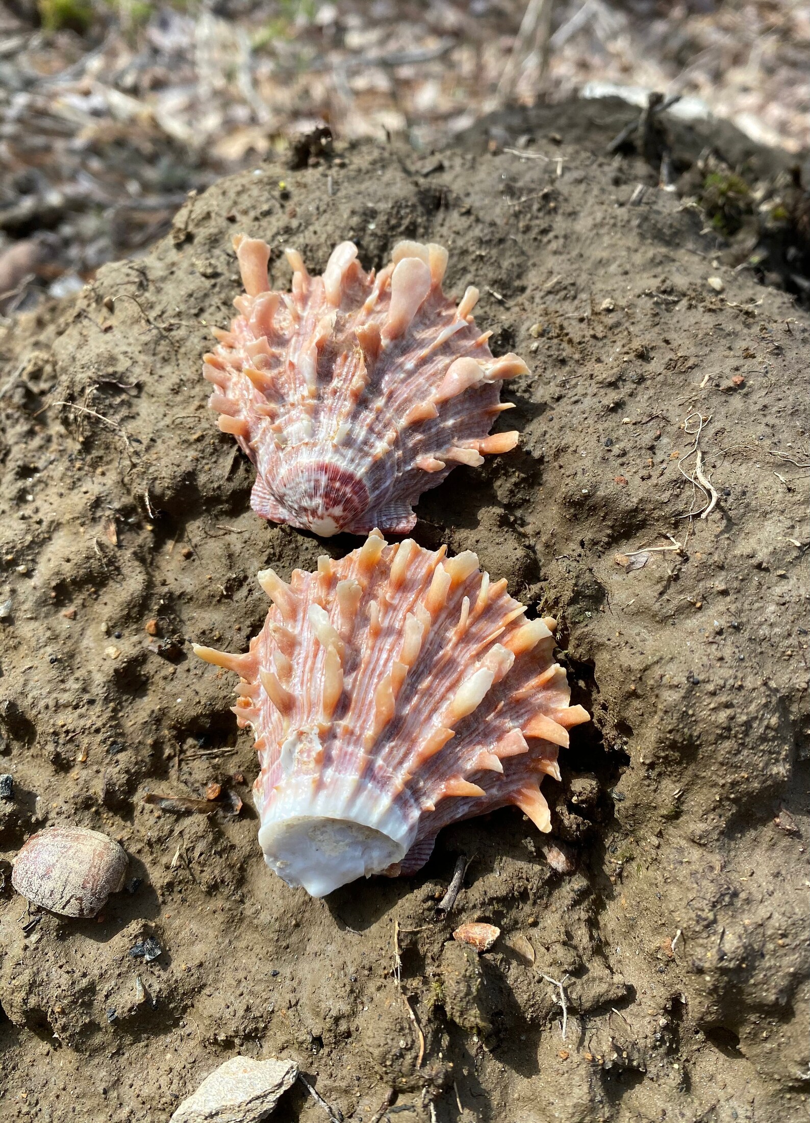 Pair of Pacific Spiny Oyster Shells Shells With Spines in | Etsy