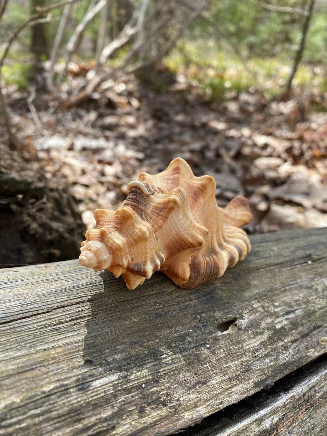 Tan Spiral Conch Shell With Brown and White Markings - Vintage Seashell ...