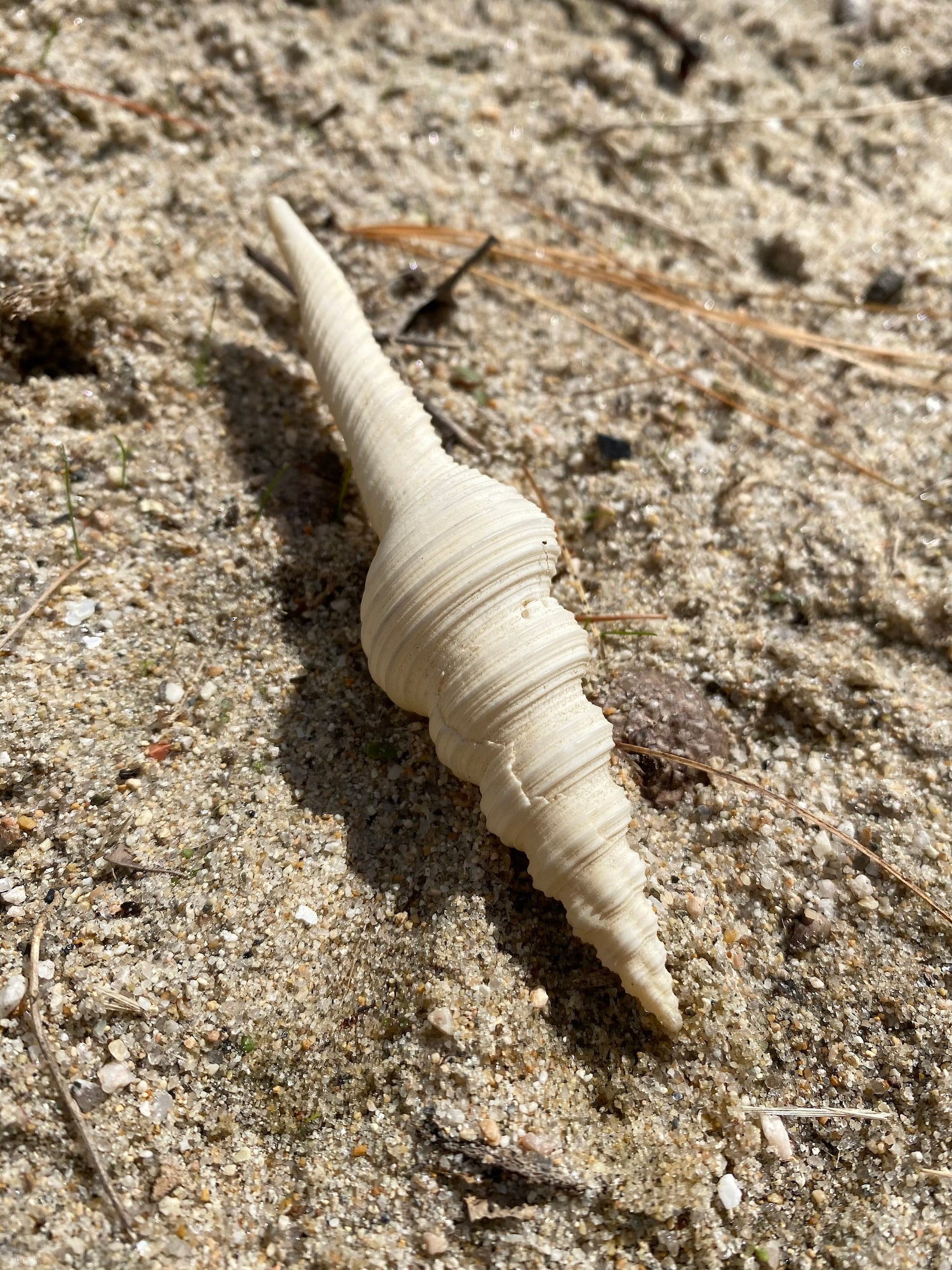 White Spindle Fusinus Colus Shell Seashell for Beach | Etsy