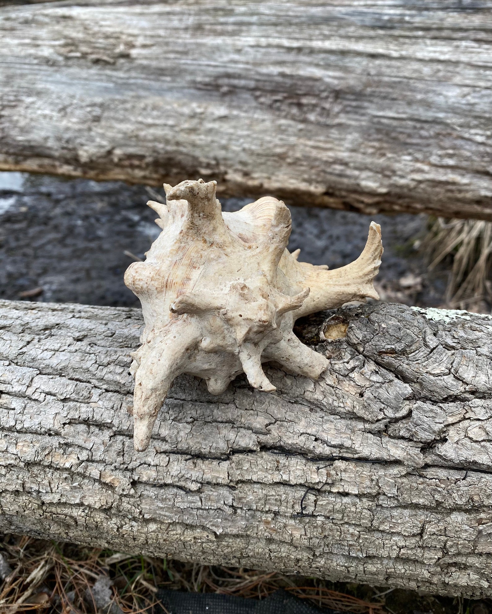 Spiked Large Spiral Conch Shell Beige Seashell With Horns - Etsy