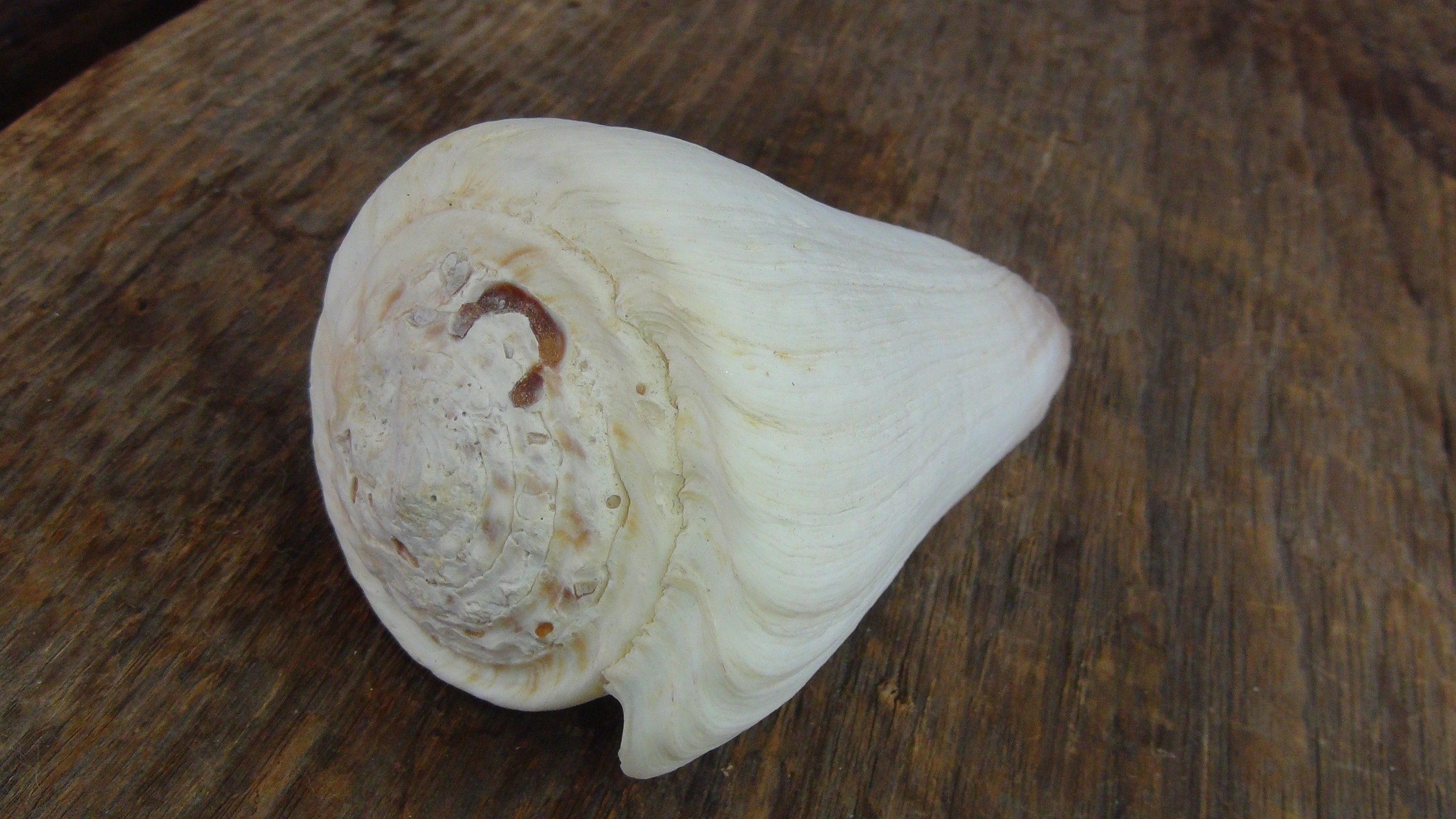 WHITE CONE SHELL-Simple 4 Vintage Antique Shell-From A | Etsy