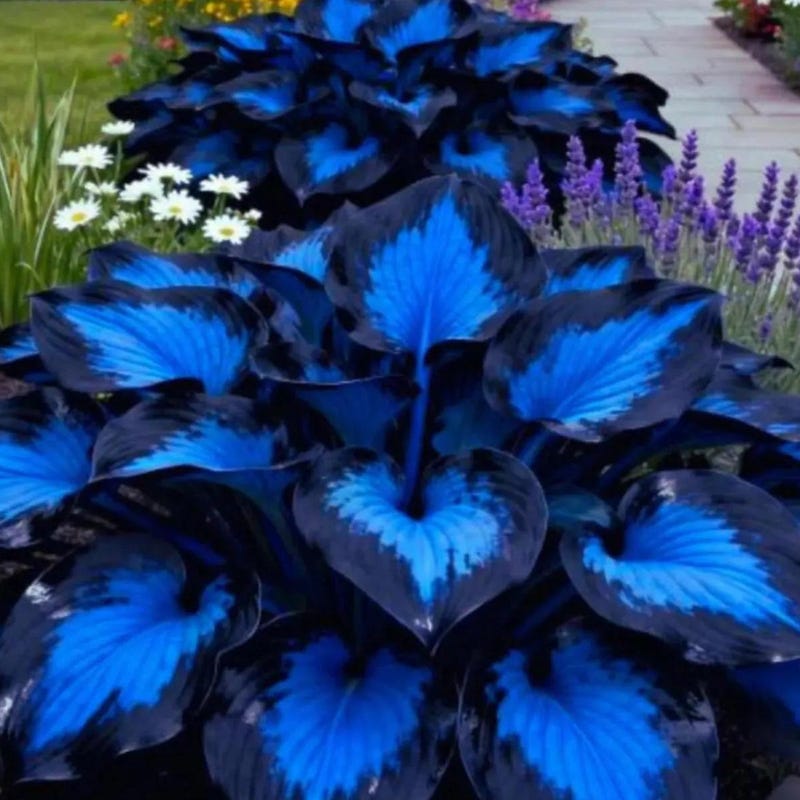 Blue and Black Hostas - Etsy