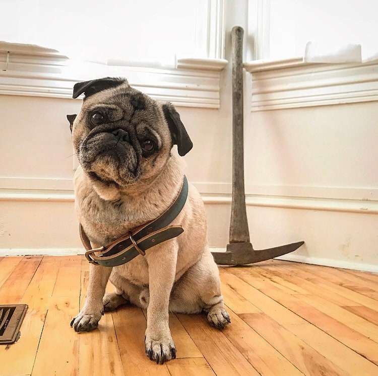 The Ore Sniffer Dog Collar - Etsy