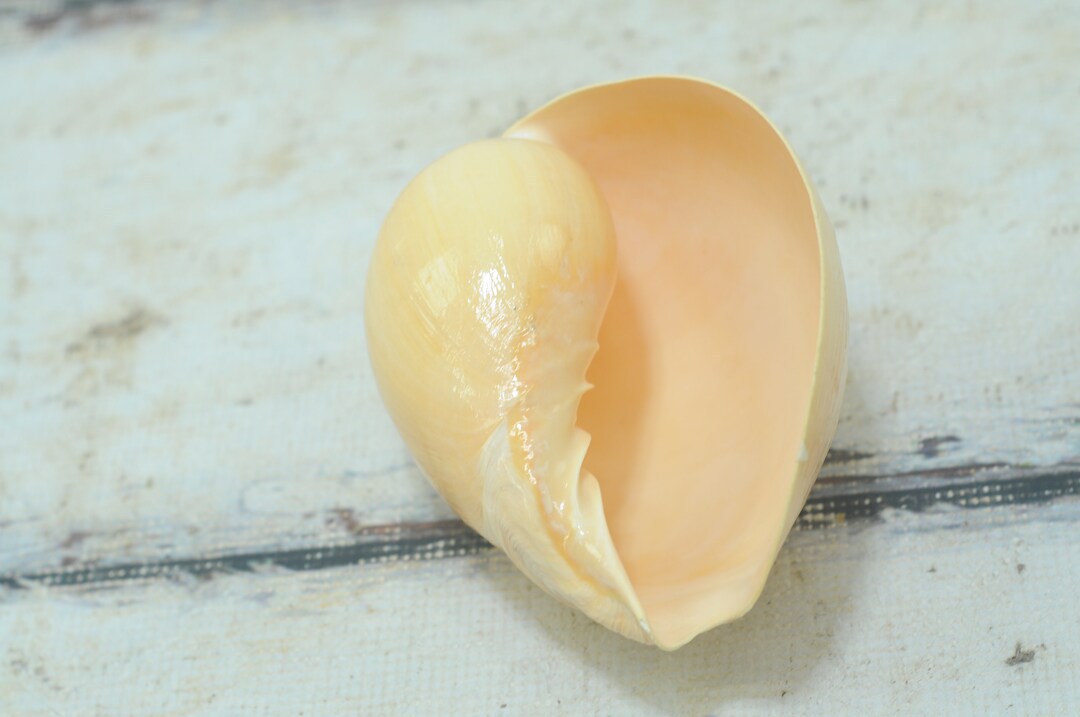 Vintage Melon Shell Iridescent Sea Shell Decor Gift 5.75" X 4.5" Beach ...