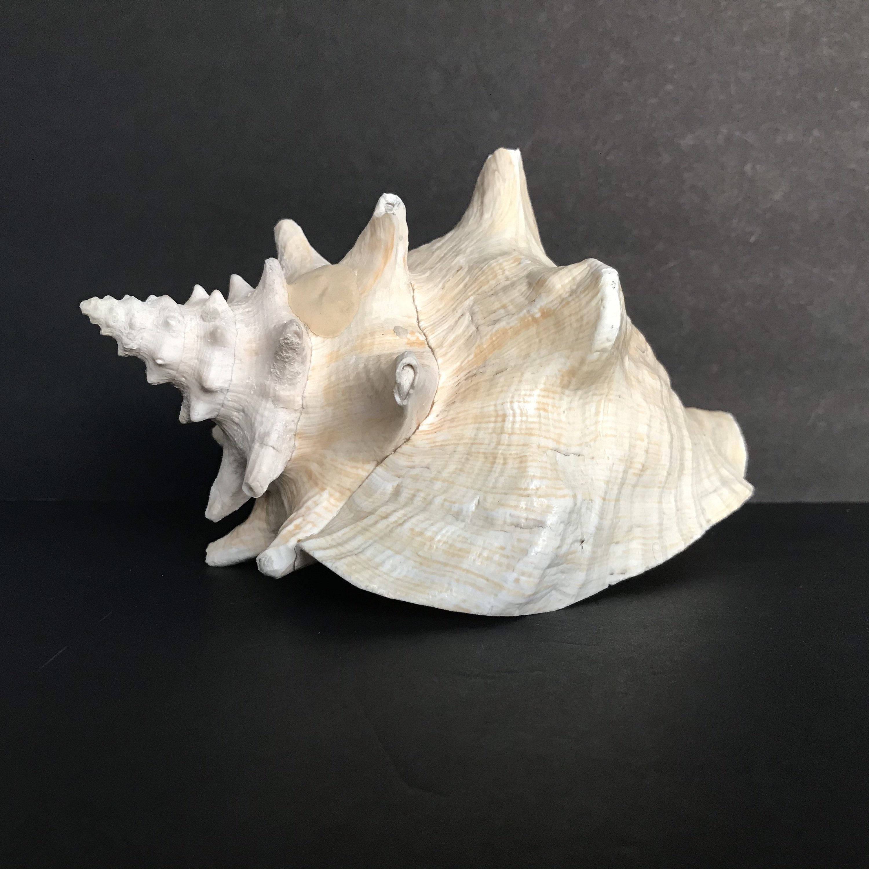 Queen Conch Shells