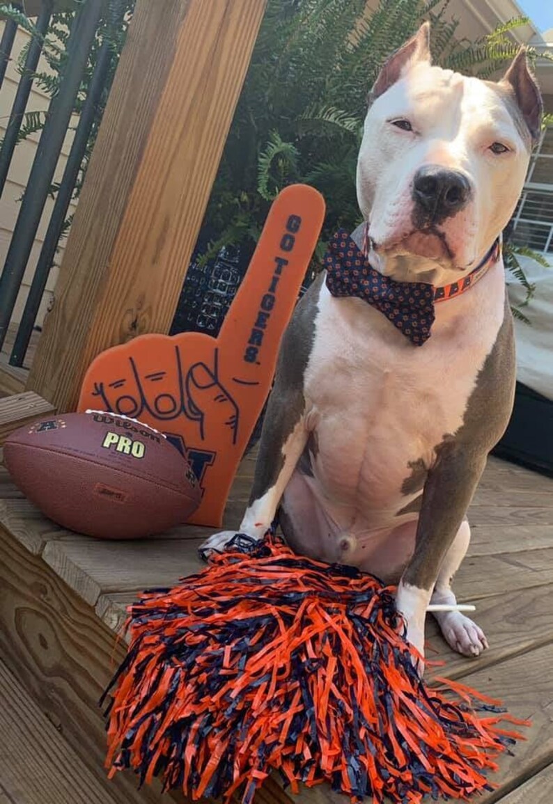 JAZZY J EXCLUSIVE Orange Sweet Home Auburn Dog Collar - Etsy