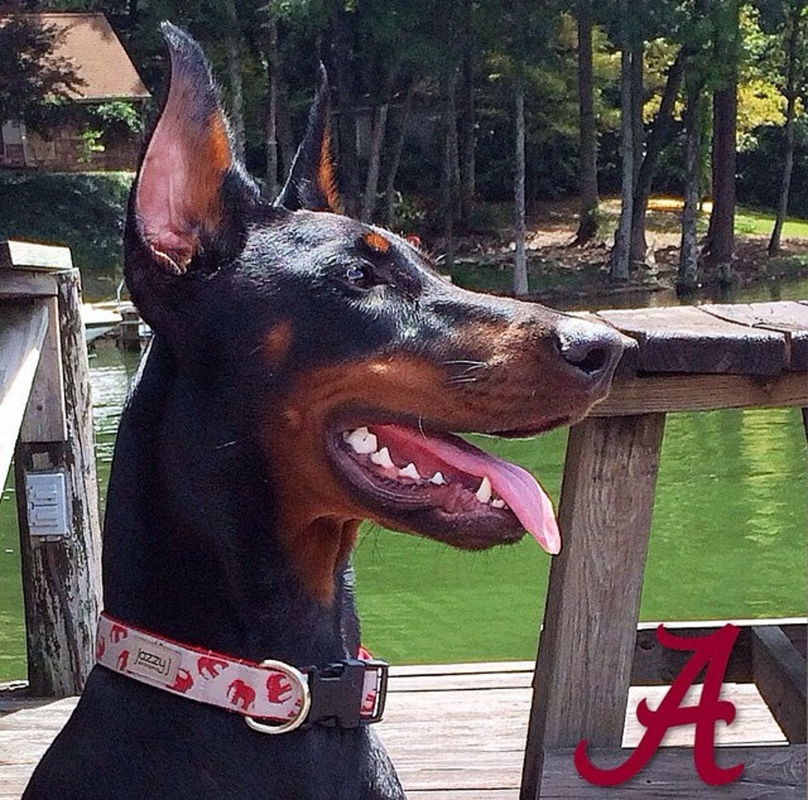 Grey Alabama Elephant Roll Tide Dog Collar - Etsy