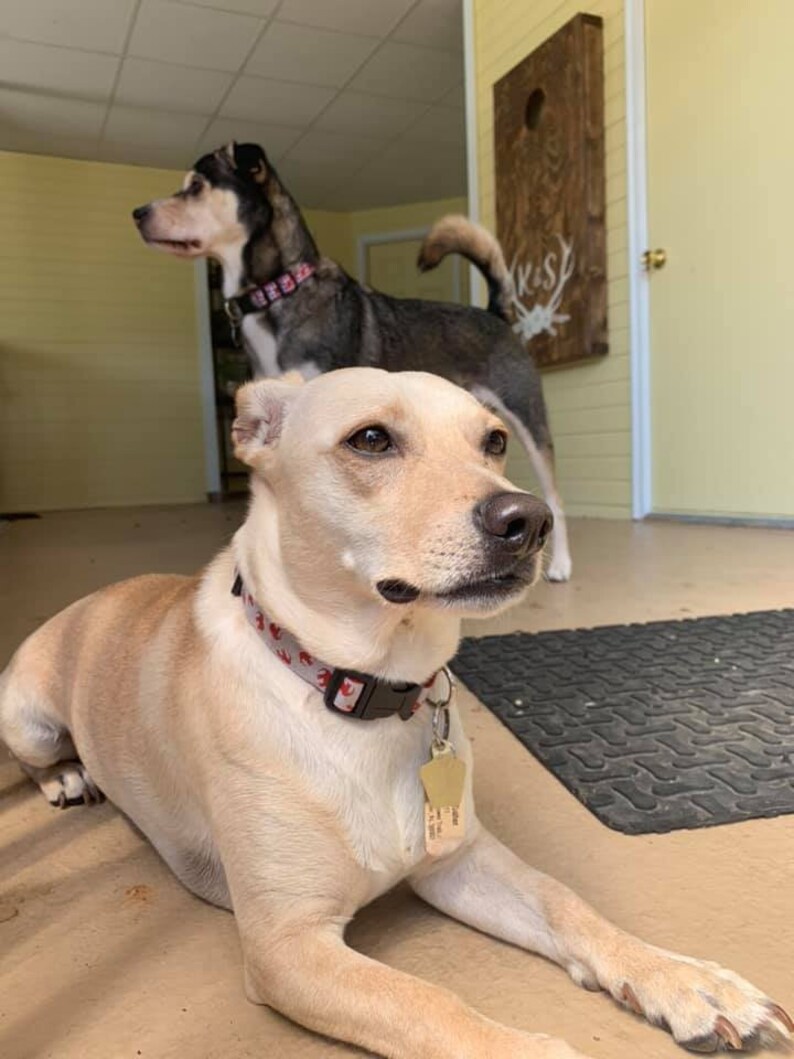 Grey Alabama Elephant Roll Tide Dog Collar | Etsy