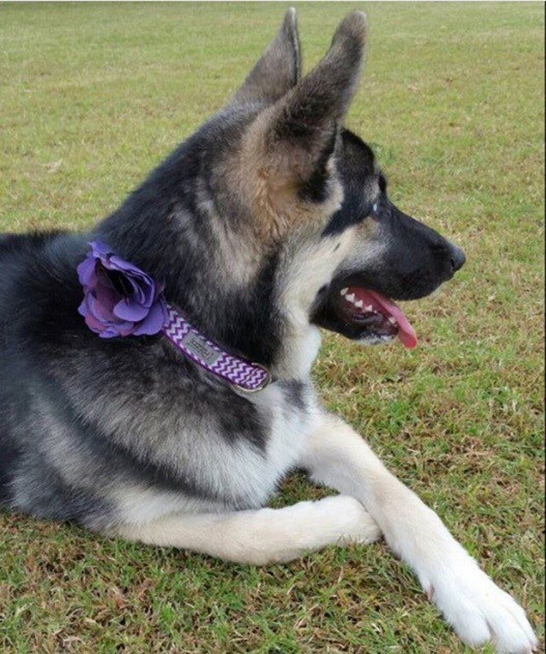 Purple and White Chevron Dog Collar - Etsy