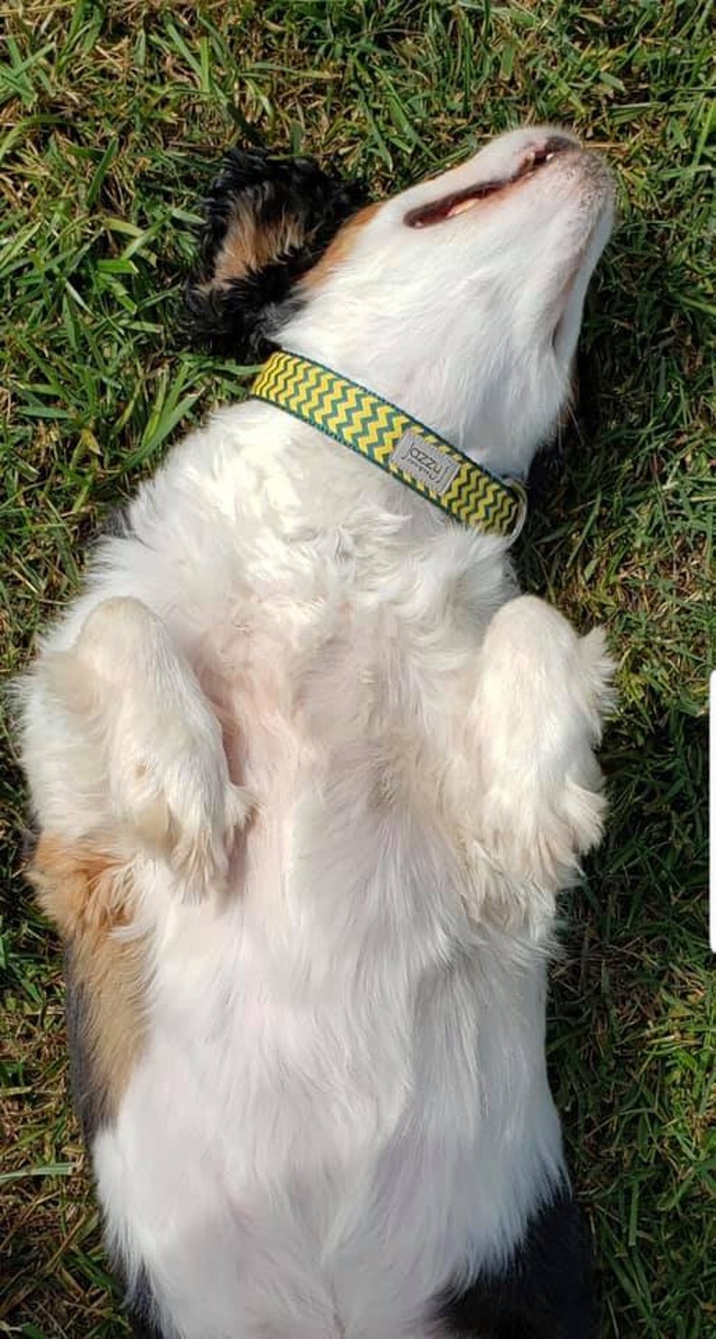 Green and Gold Yellow Chevron Dog Collar baylor UAB Blazers - Etsy