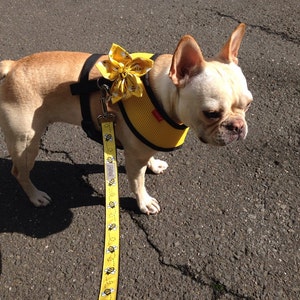 Bumble Bee Dog Leash Lead - Etsy