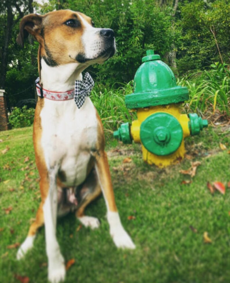 Grey Alabama Elephant Roll Tide Dog Collar | Etsy