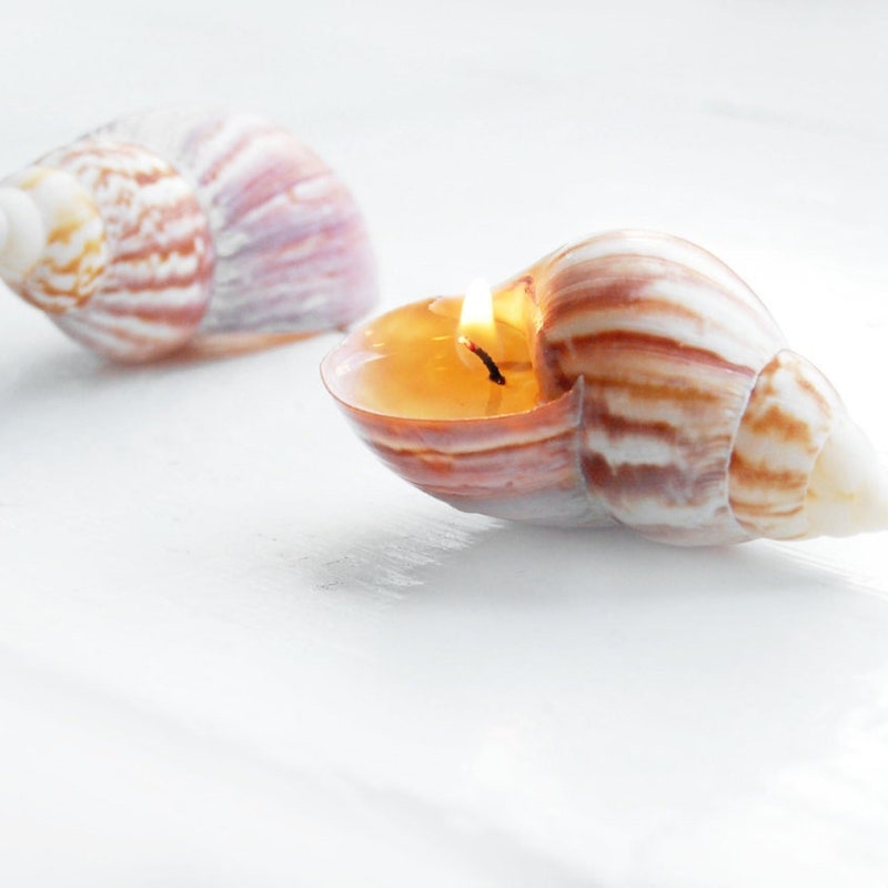 Seashell Bulk - Etsy