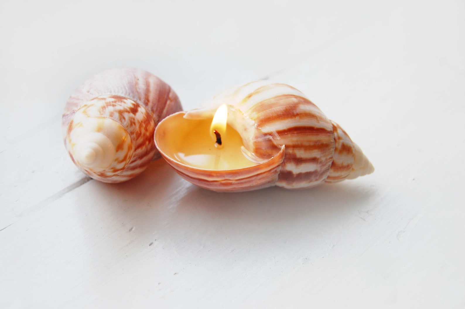 Eco-friendly Scented Homemade Seashell Candle Beach Cottage | Etsy