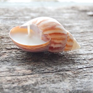 Eco-friendly Scented Homemade Seashell Candle, Beach Cottage Decor ...