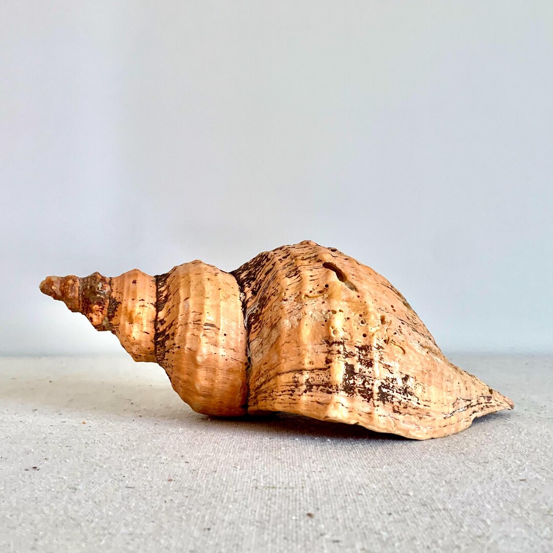 Large Horse Conch Shell: Pale Orange Triplofusus Giganteus, Natural ...