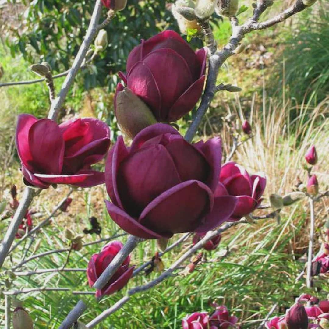 10 Rare Genie Magnolia Seeds - Dark Red Yulan Magnolia Tree Flower - Etsy