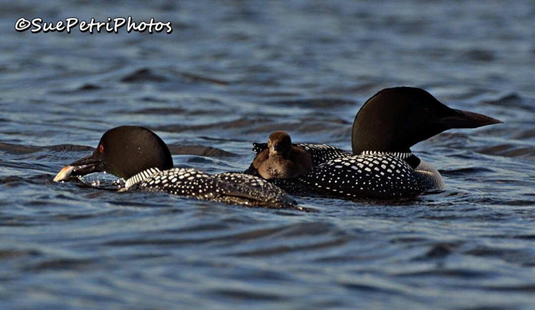 Loon Family Photo Wild Fowl Photography Wildlife - Etsy Canada