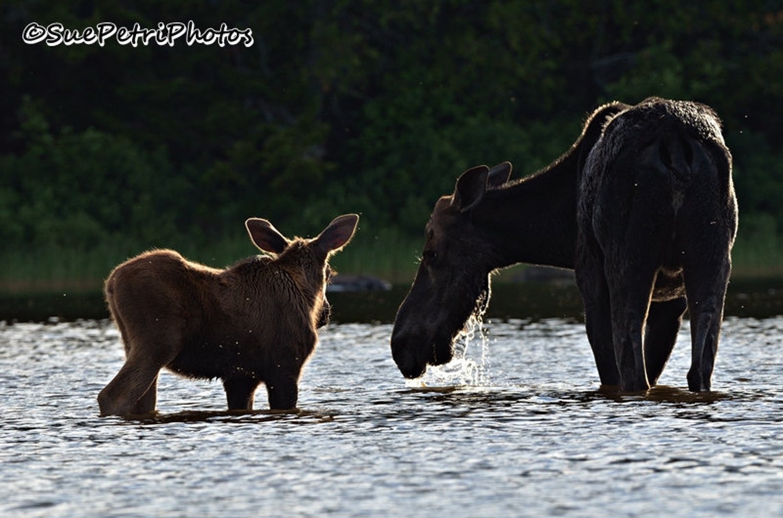 Cow Moose and Calf, Wildlife Photography, Photographed in Greenville ...