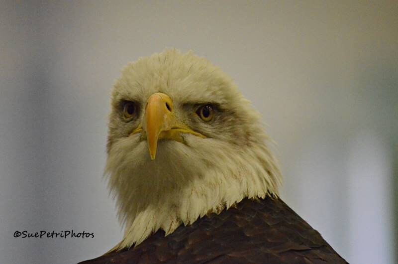 Bald Eagle, Bald Eagle Head Shot, Photo Bald Eagle, Fine Art Photograph ...