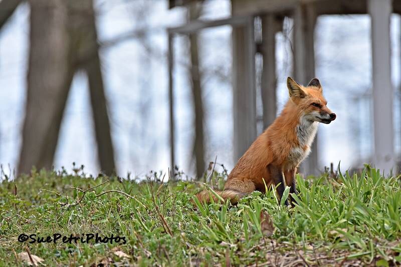 Foxy, Fox Photos, Wildlife Photography, Pictures of Fox, Wildlife, Fine ...