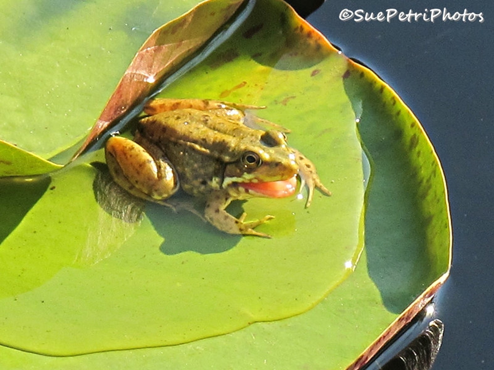 Froggie, Young Frog With Mouth Open, Boys Room Decor, Wall Art for Frog ...
