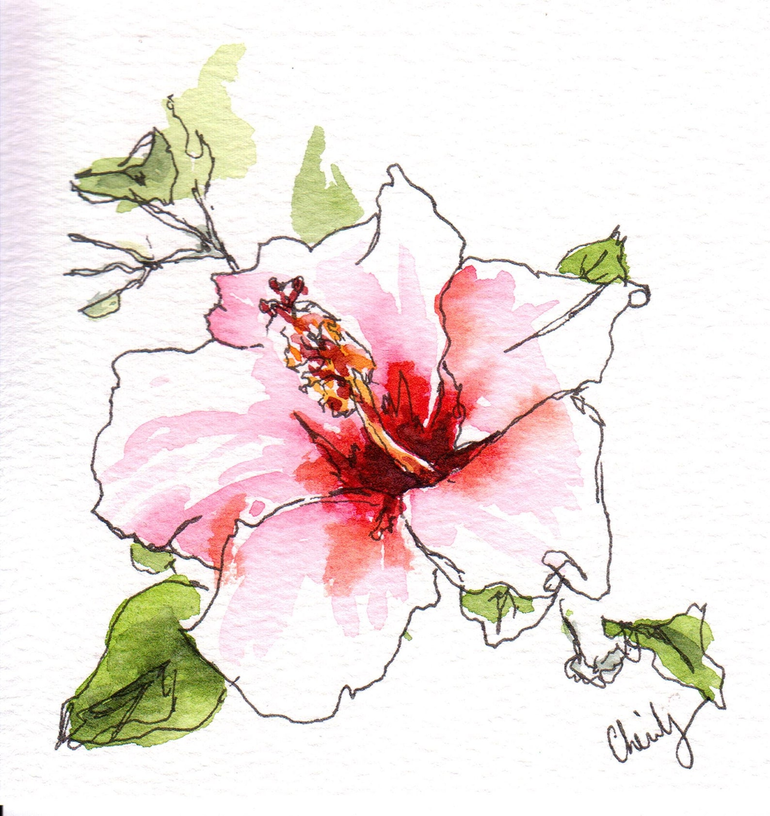 Pink Hibiscus Flower Line and Wash Watercolor Original Illustration ...