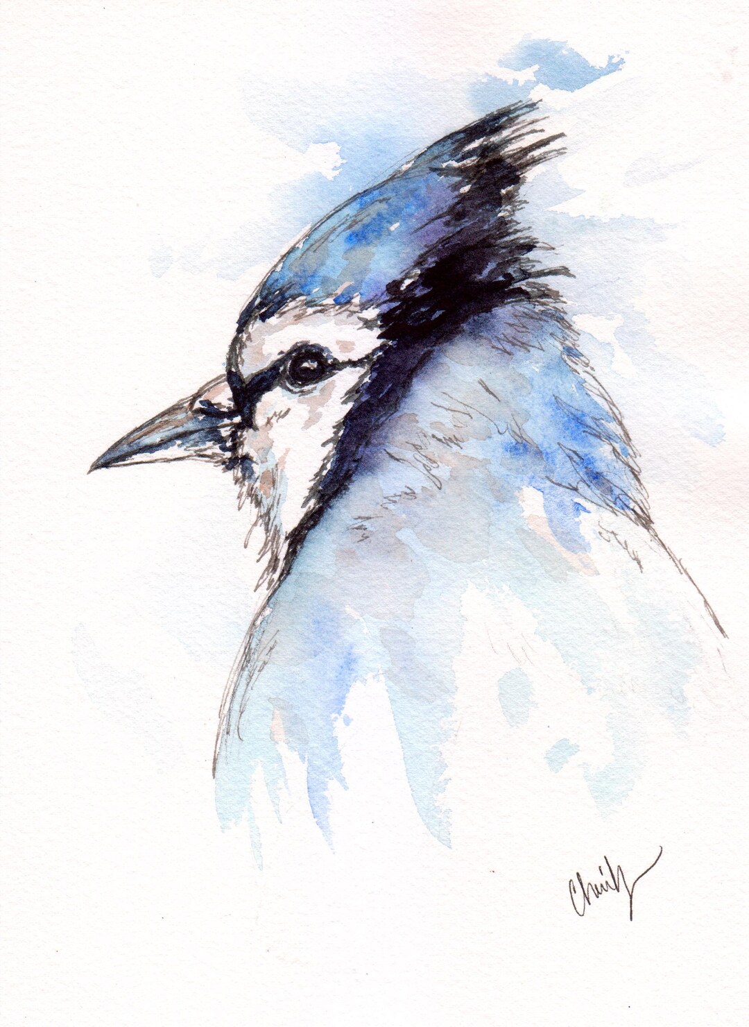 Blue Jay Bird Line and Watercolor Wash Illustration Original Ooak ...