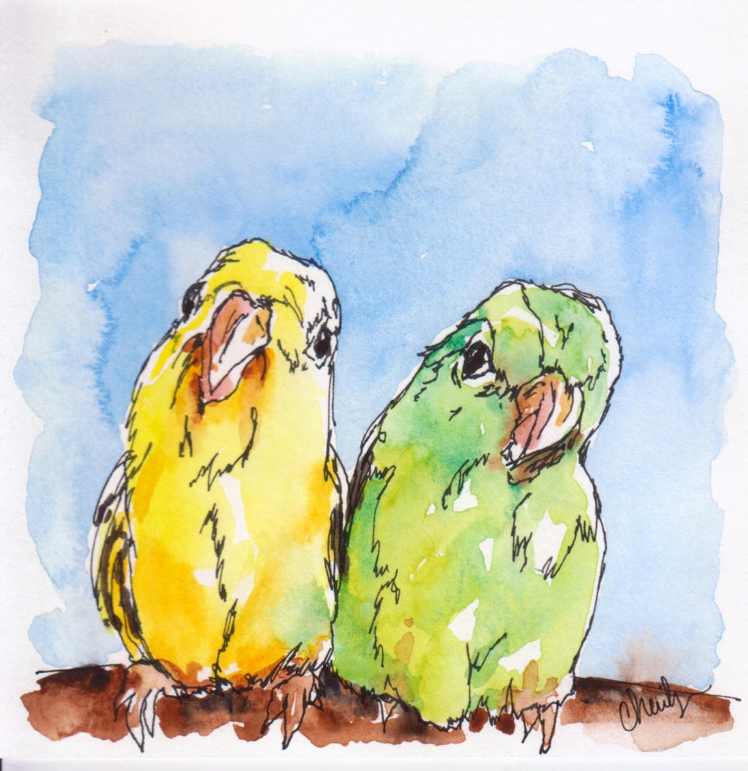 Yellow and Green Parakeet Couple 5x5 Original Line and Wash Watercolor ...