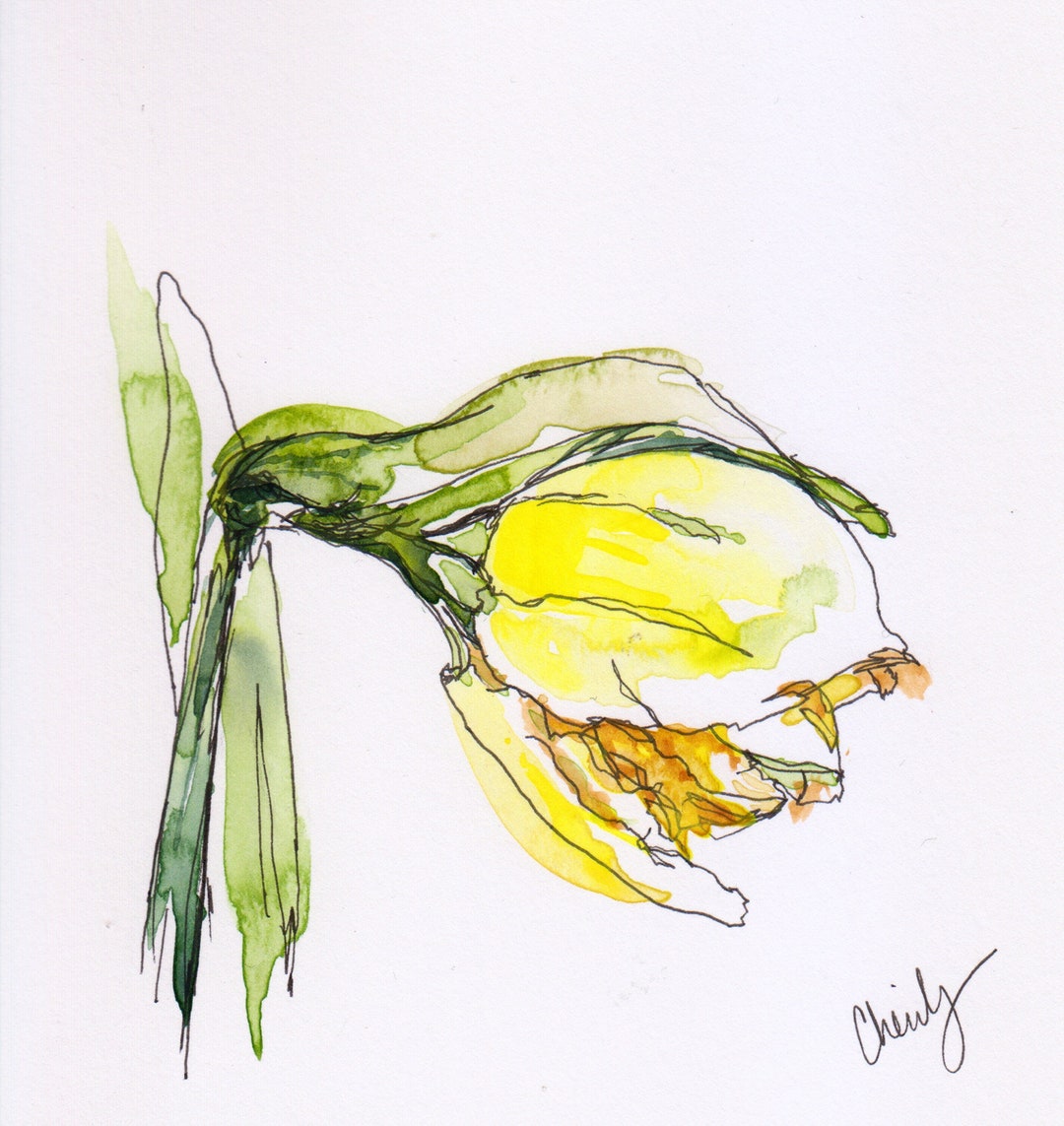 Yellow Daffodil Bud Flower Line and Wash Original Watercolor Pen and ...