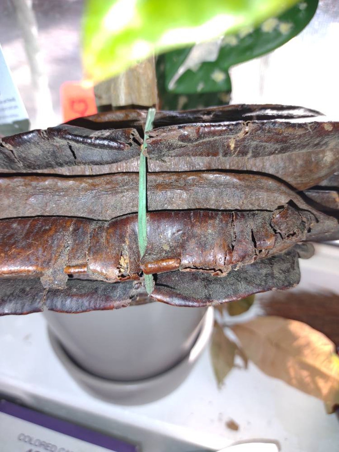 Prekese From Ghana Aidan Fruit - Etsy