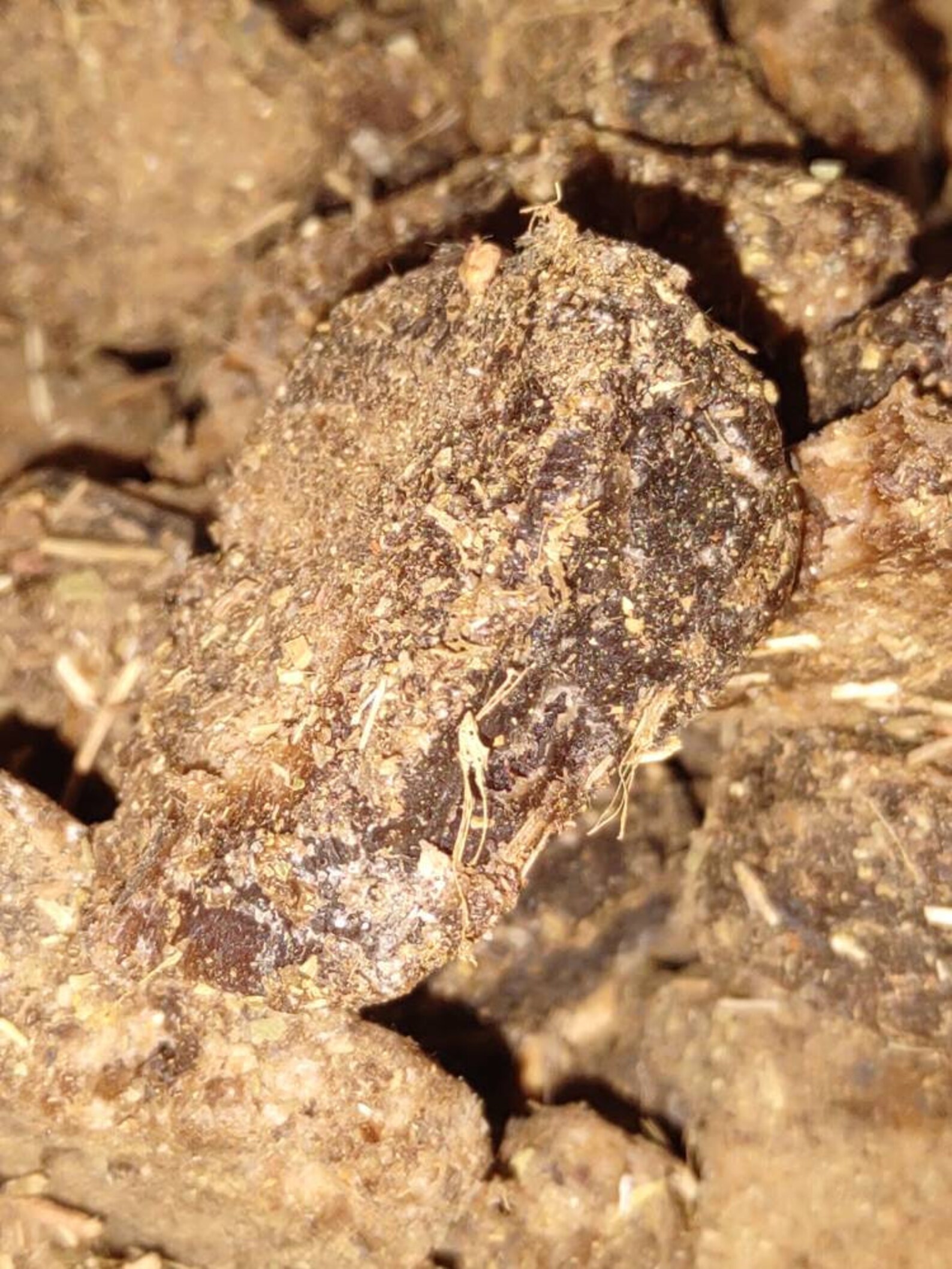 IGI NLA Big Tree - Etsy