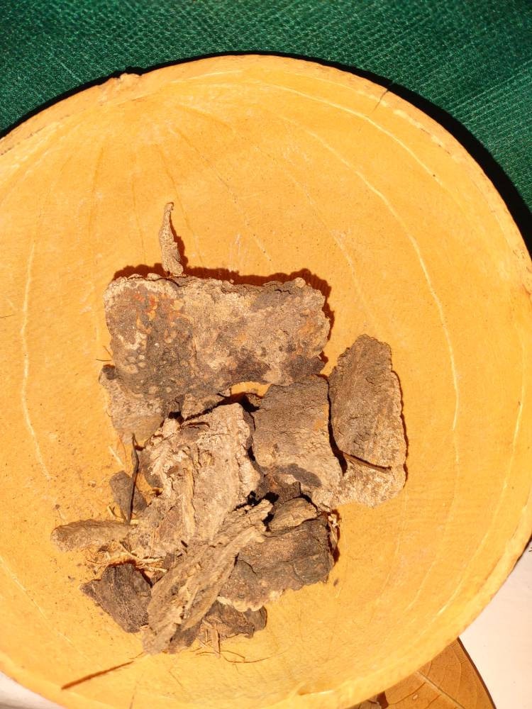 IGI NLA Big Tree - Etsy