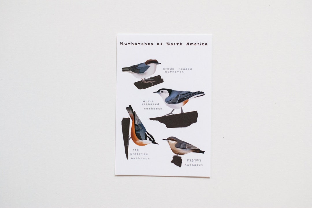 Nuthatches of North America Print | Nuthatch Print | Small Print of ...